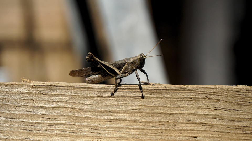 Cricket Insect Board Brown - Free photo on Pixabay