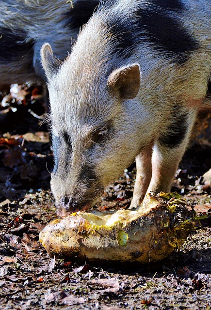 Pot-Bellied Pig Piglet - Free photo on Pixabay - Pixabay