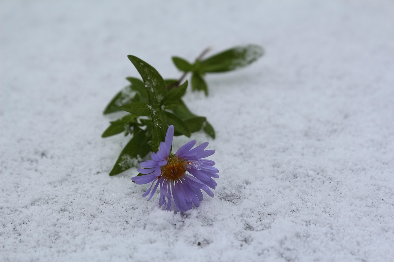 1,000+ Free September & Nature Images - Pixabay