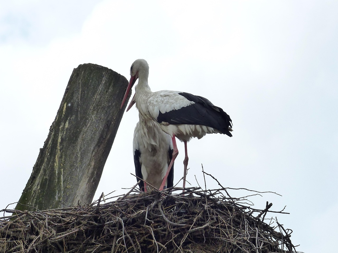 80+ kostenlose Tierbilder und Tierbild-Bilder - Pixabay