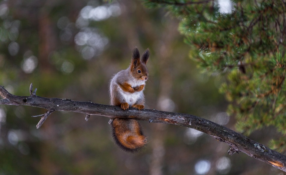 Squirrel Red Tree - Free photo on Pixabay