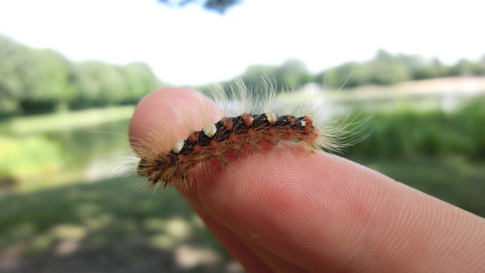 Oruga Pequeño Animal Insecto - Foto gratis en Pixabay