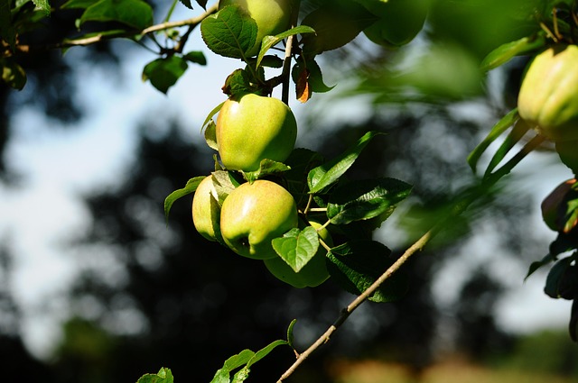 Apple Nature - Photo gratuite sur Pixabay - Pixabay