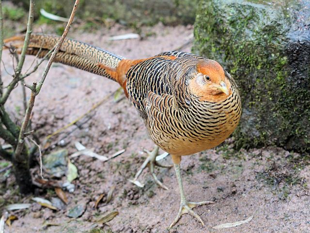 Plus de 400 images de Faisan et de Oiseau - Pixabay