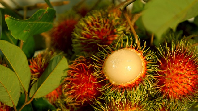 Food The Rambutan Fruit - Free photo on Pixabay - Pixabay