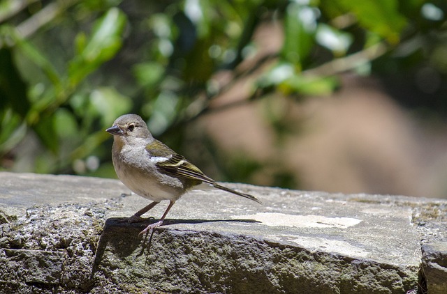 400+ darmowych obrazów z kategorii Ptaszek i Natura - Pixabay
