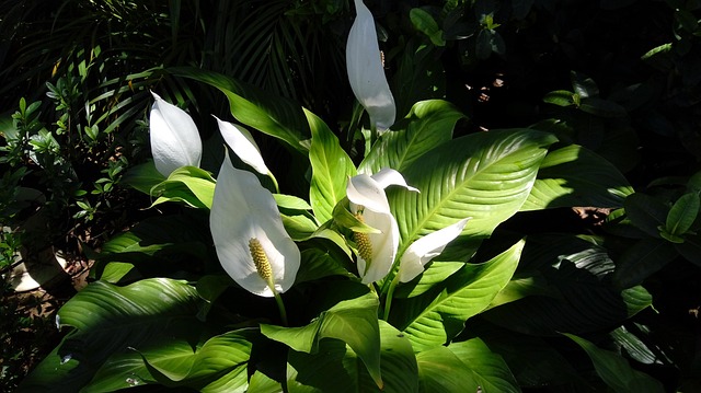 Plus de 5 photos gratuites de Lirio Мира et de Fleur - Pixabay