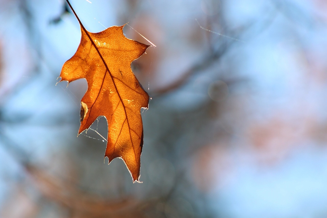 Feuille En Plein Air Nature - Photo gratuite sur Pixabay - Pixabay