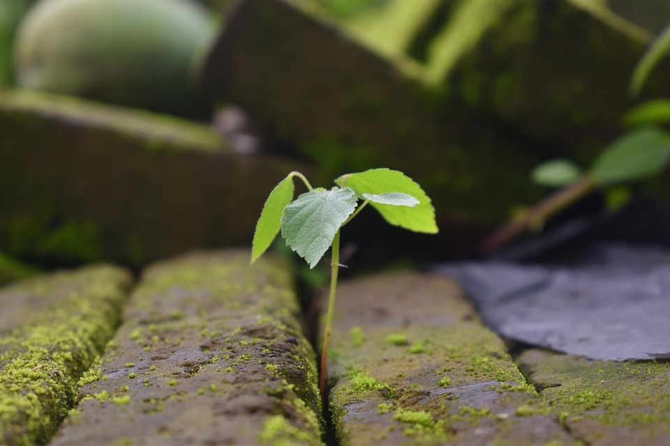 Semilla Planta Salvaje Foto Gratis En Pixabay Pixabay