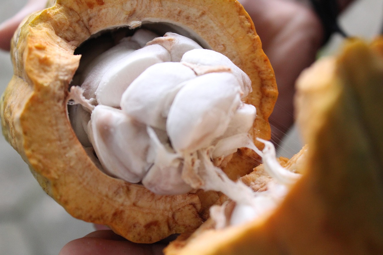 Cocoa Nature - Free photo on Pixabay - Pixabay