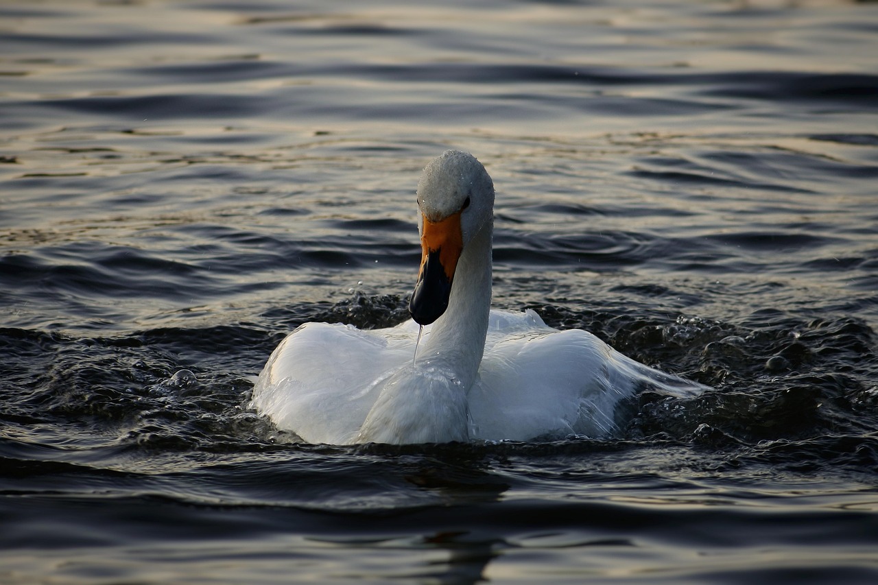 Animal Lake Waterside - Free photo on Pixabay