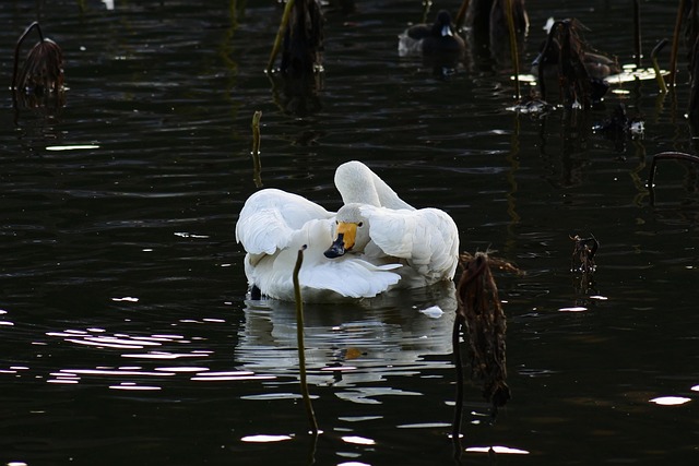 Animal Lake Waterside - Free photo on Pixabay - Pixabay