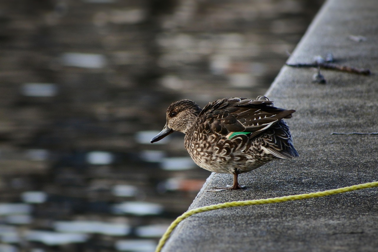 600+ Free Teal & Nature Images - Pixabay