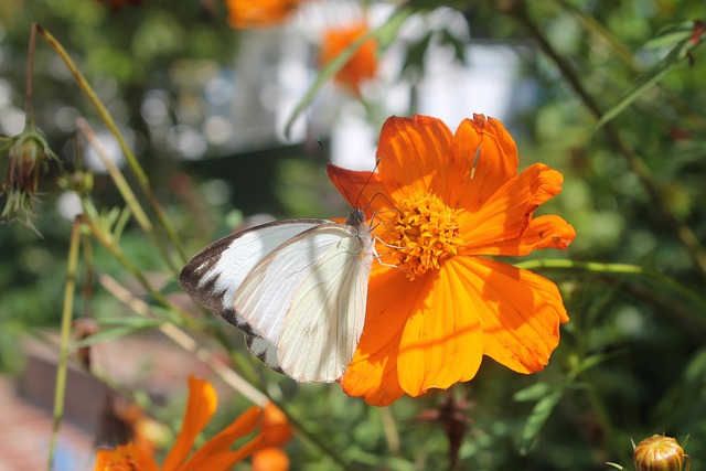 Fleur Papillon La Nature - Photo gratuite sur Pixabay - Pixabay