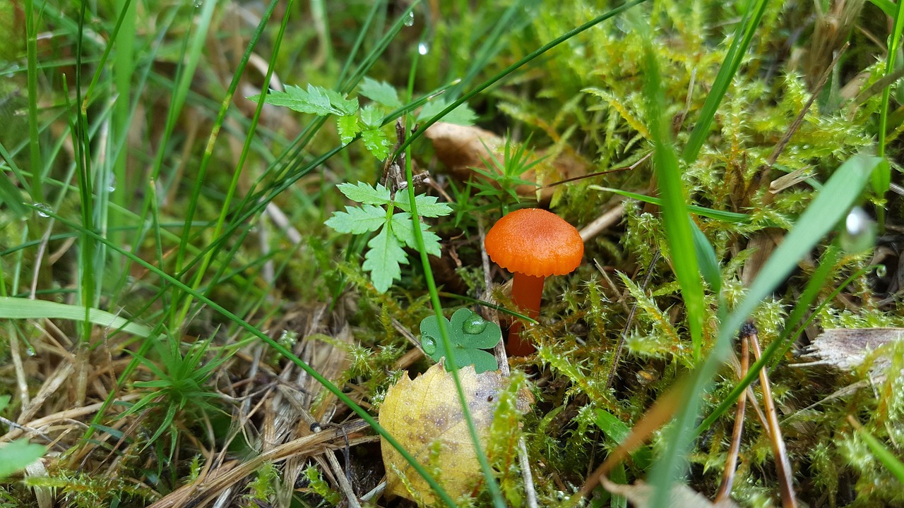 Champignon Forêt Petit - Photo gratuite sur Pixabay - Pixabay