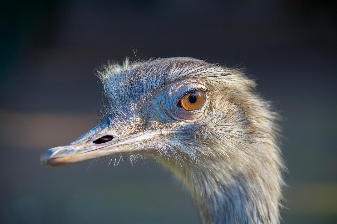 Plus de 300 images de Émeu et de Oiseau - Pixabay