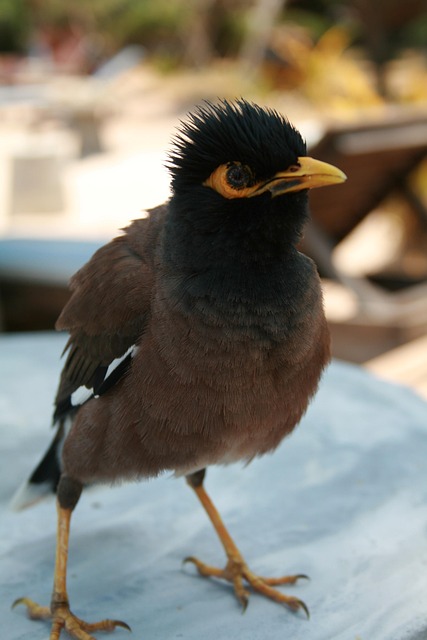 Pájaro Curioso Pico - Foto gratis en Pixabay - Pixabay