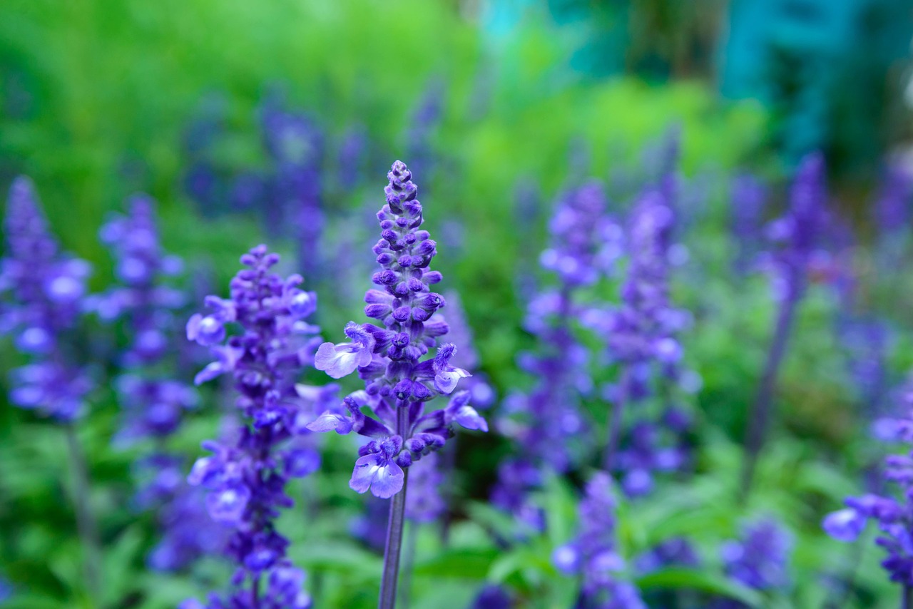 Lavanda Naturaleza Unidos En Flor - Foto gratis en Pixabay - Pixabay
