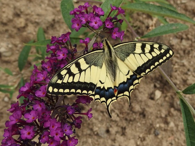 Machaon Au Fenouil Papillon Ailes - Photo gratuite sur Pixabay