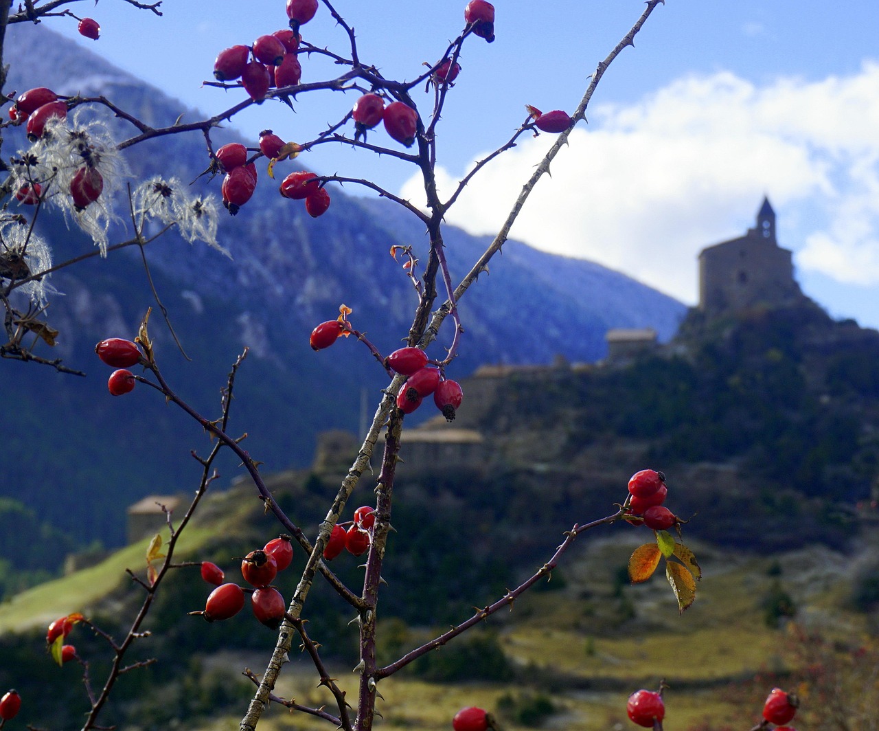 Berries Red Autumn - Free photo on Pixabay - Pixabay