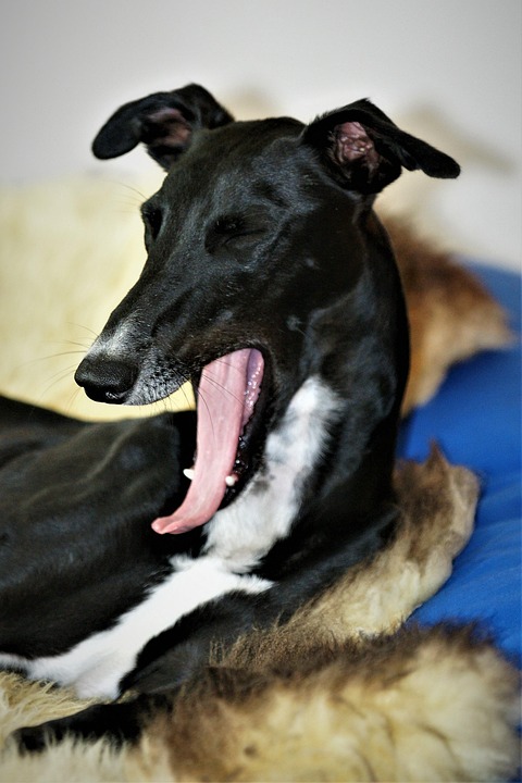 Dog Galgo Greyhound - Free photo on Pixabay - Pixabay