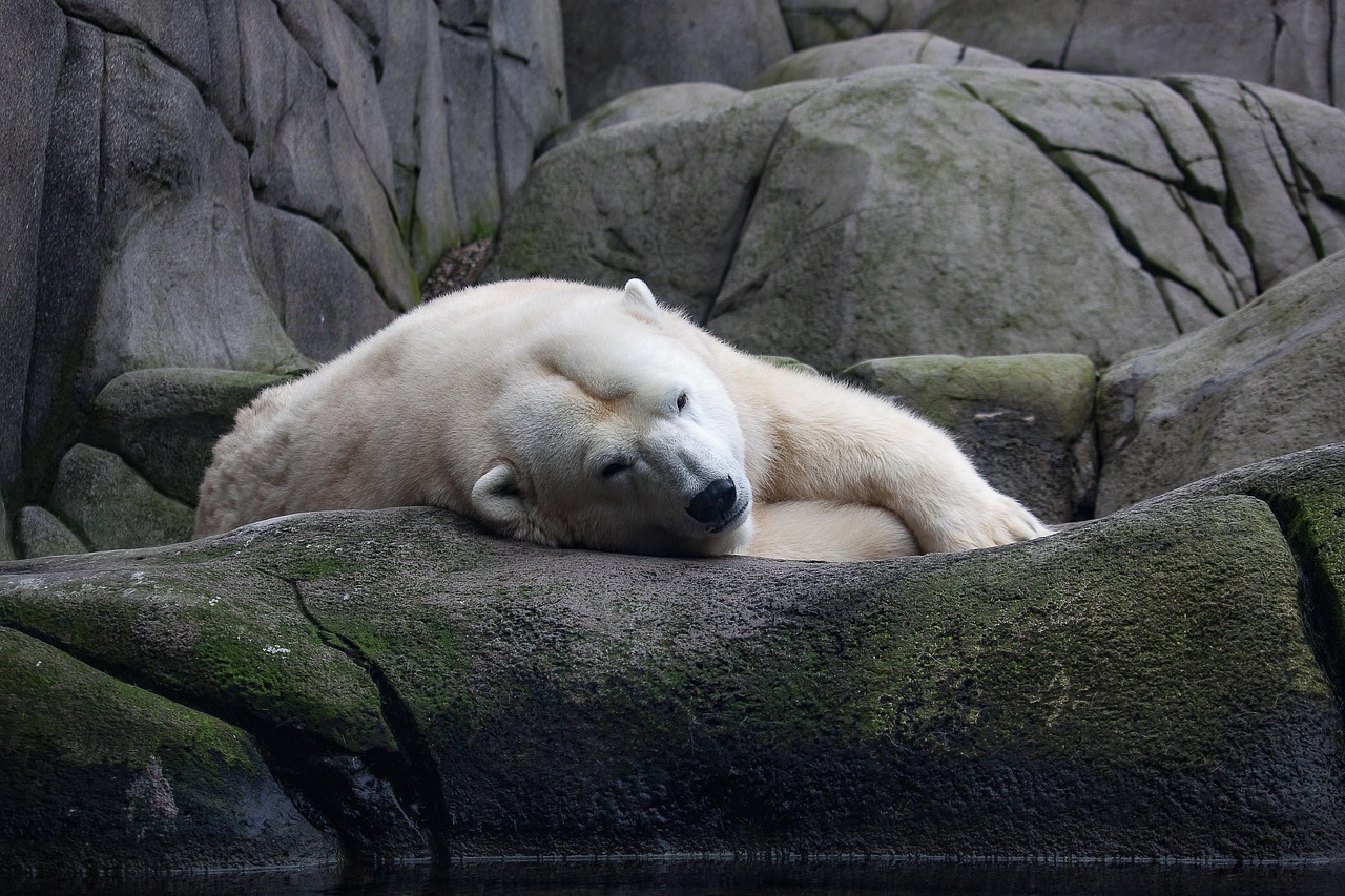 200+ Free Icebear & Polar Bear Photos - Pixabay