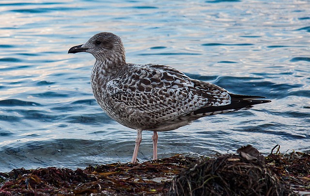 Skua Gull Water Bird - Free photo on Pixabay - Pixabay