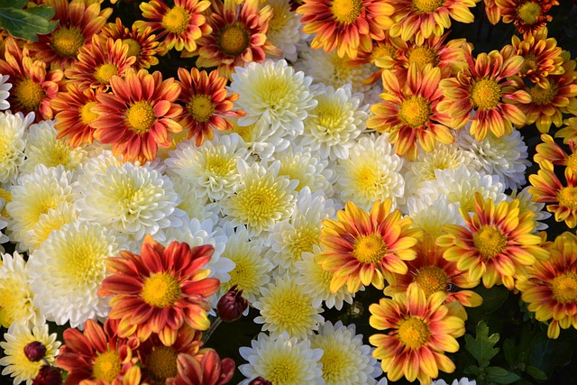 Flower Chichewa Live Vibrant Color - Free photo on Pixabay