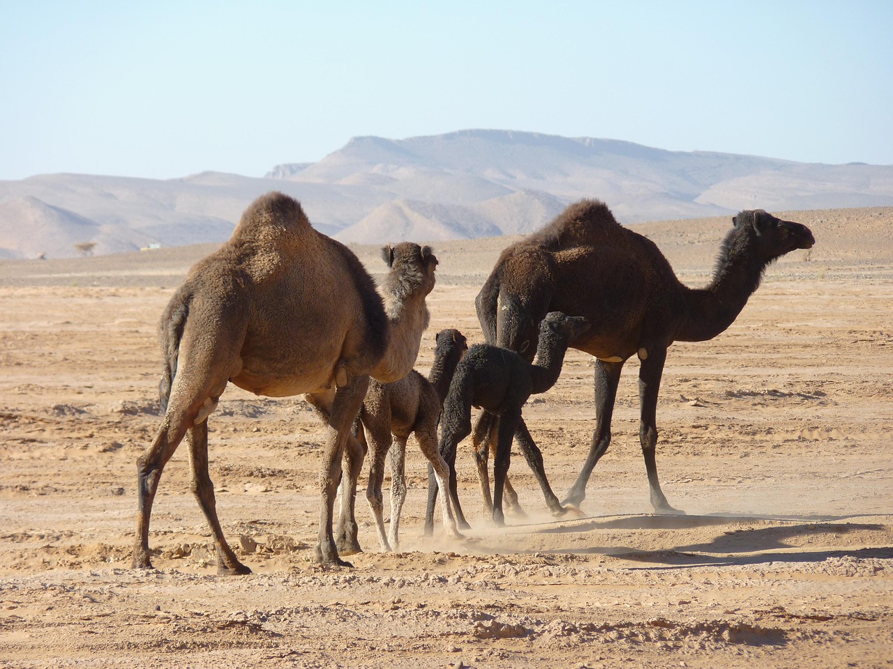 Dromedarios Desierto - Foto gratis en Pixabay - Pixabay