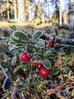 50+ ilmaista Puolukka & Marja kuvaa - Pixabay