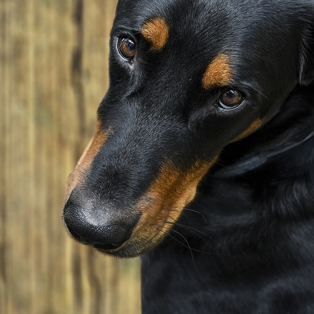 Dog Beauceron Look Close - Free photo on Pixabay