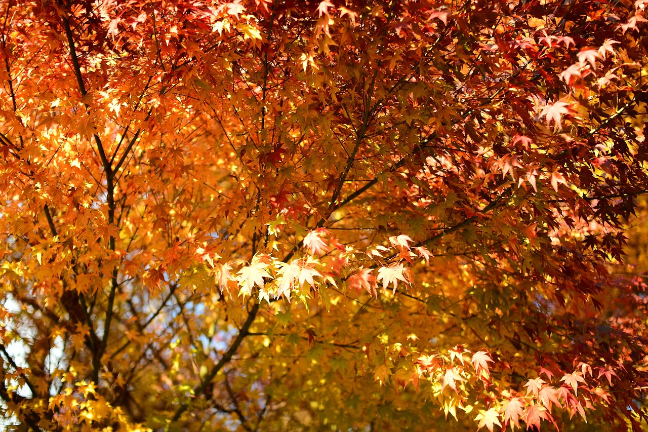 Hojas Otoñales Arce Sun Yuan - Foto gratis en Pixabay - Pixabay