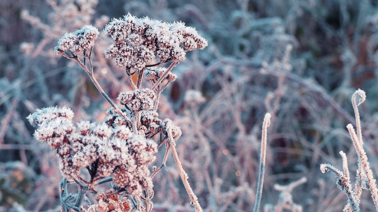Winter Frost Branch - Free photo on Pixabay - Pixabay