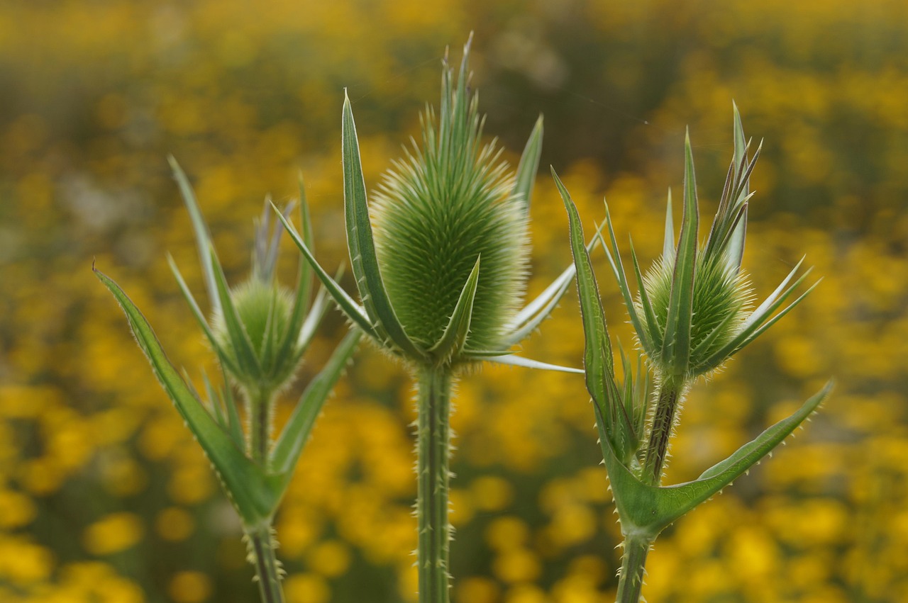 Plantar Prado Primavera - Foto gratuita no Pixabay - Pixabay