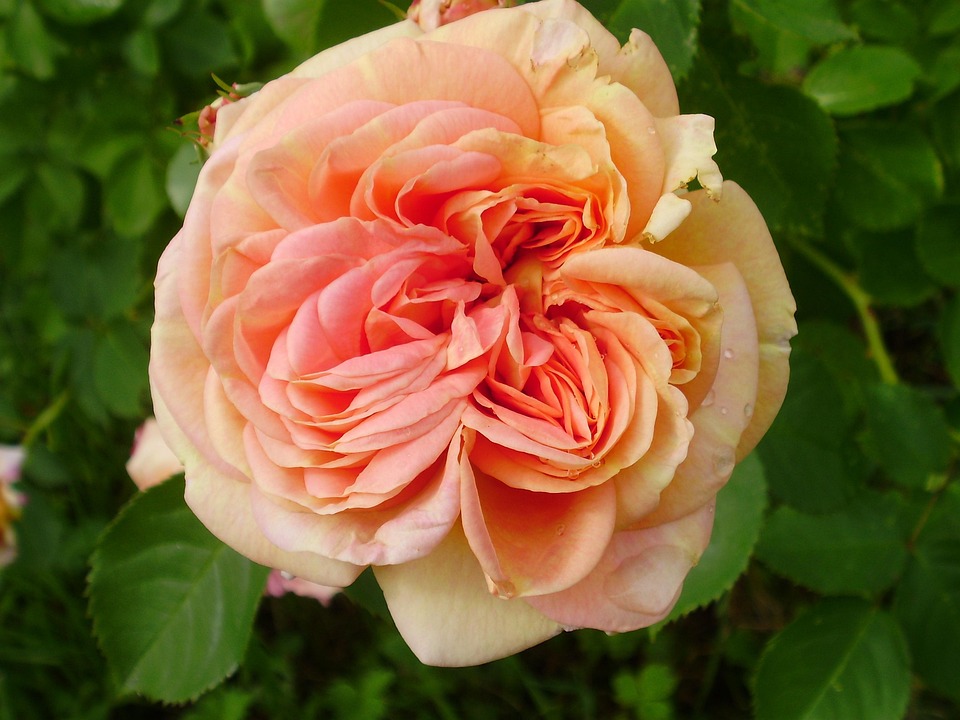 English Roses - Free photo on Pixabay - Pixabay