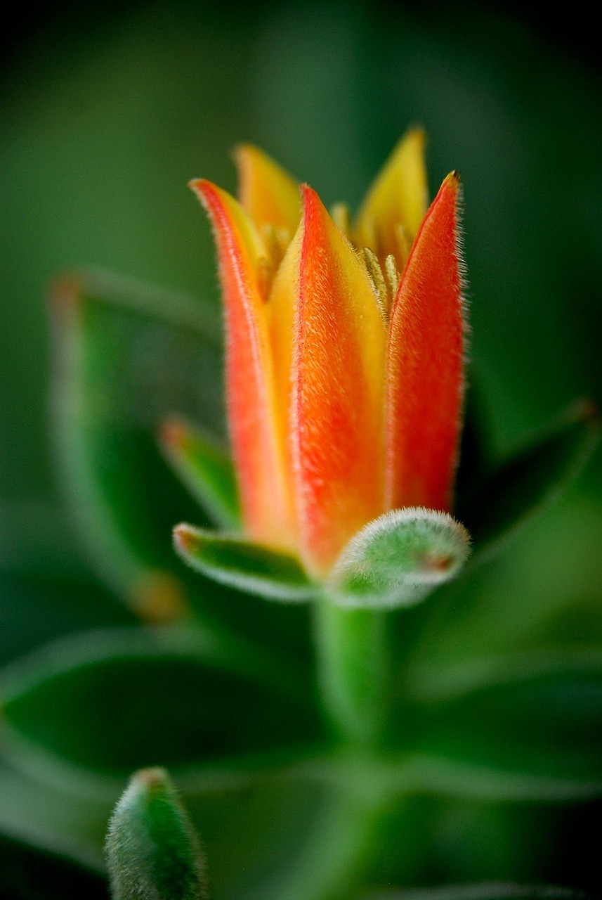 Beautiful Flowers Cactus Flower - Free photo on Pixabay - Pixabay