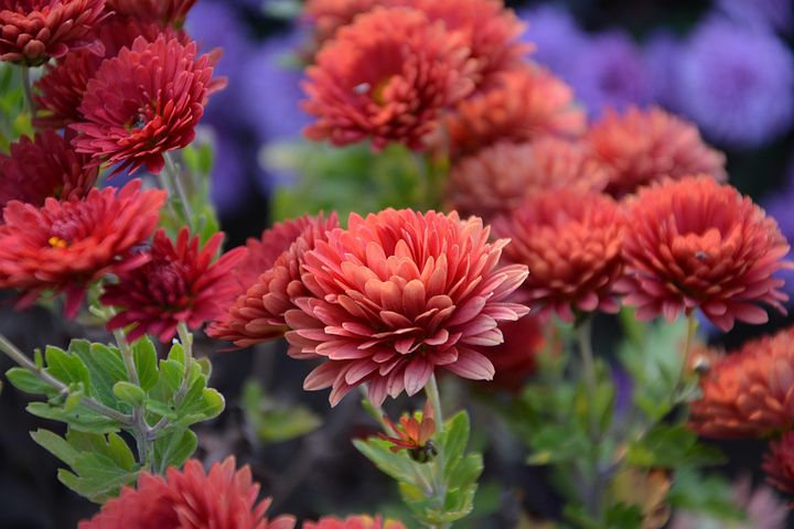 500+ kostenlose Blumenbilder und Blumenbild-Bilder - Pixabay