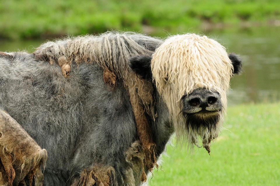 Mongolia Yak Animal Free Photo On Pixabay Mongolia Yak Animal Free Photo On Pixabay