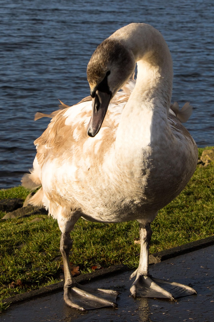 Cisne Feo - Foto gratis en Pixabay - Pixabay