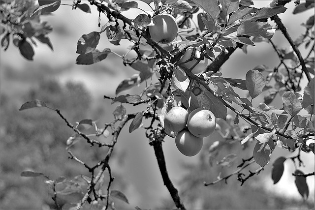 Manzanas Árbol De Manzana S W - Foto gratis en Pixabay - Pixabay
