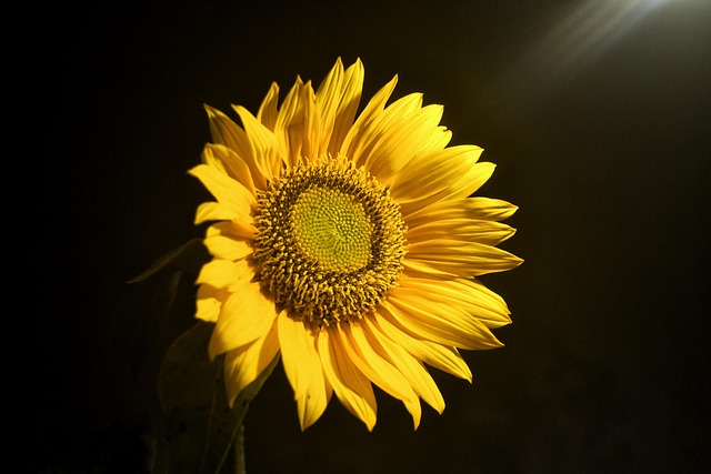 Flower Sun Yellow - Free photo on Pixabay