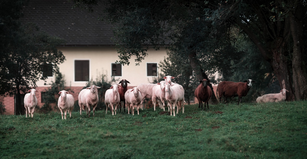 Patio De La Granja Animales Oveja - Foto gratis en Pixabay - Pixabay