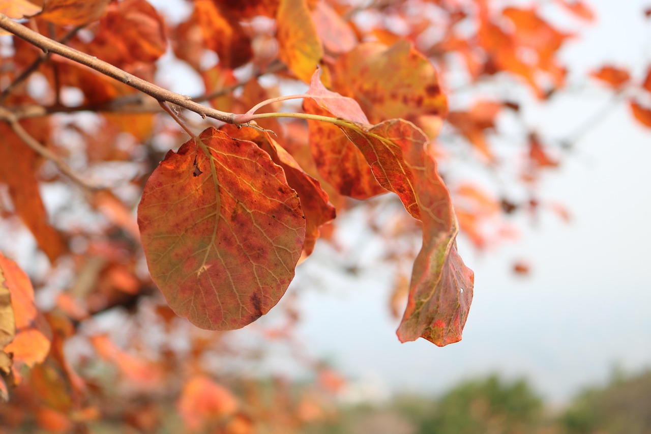 Beijing West Mountain Forest Park - Foto gratis en Pixabay - Pixabay