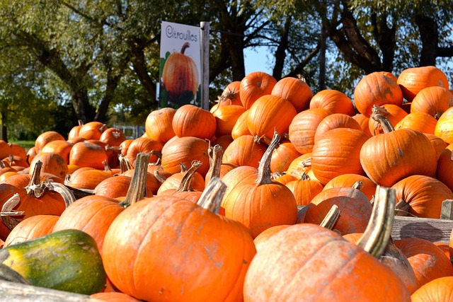 Pumpkin Patch Autumn - Free photo on Pixabay - Pixabay