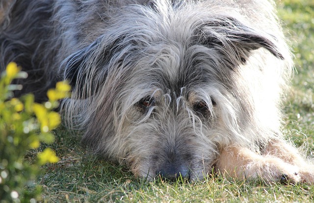 Perro Tranquilo Lazing - Foto gratis en Pixabay - Pixabay