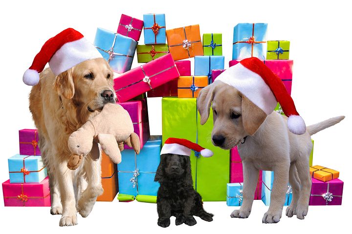 300+ Free Christmas Dog & Christmas Images - Pixabay