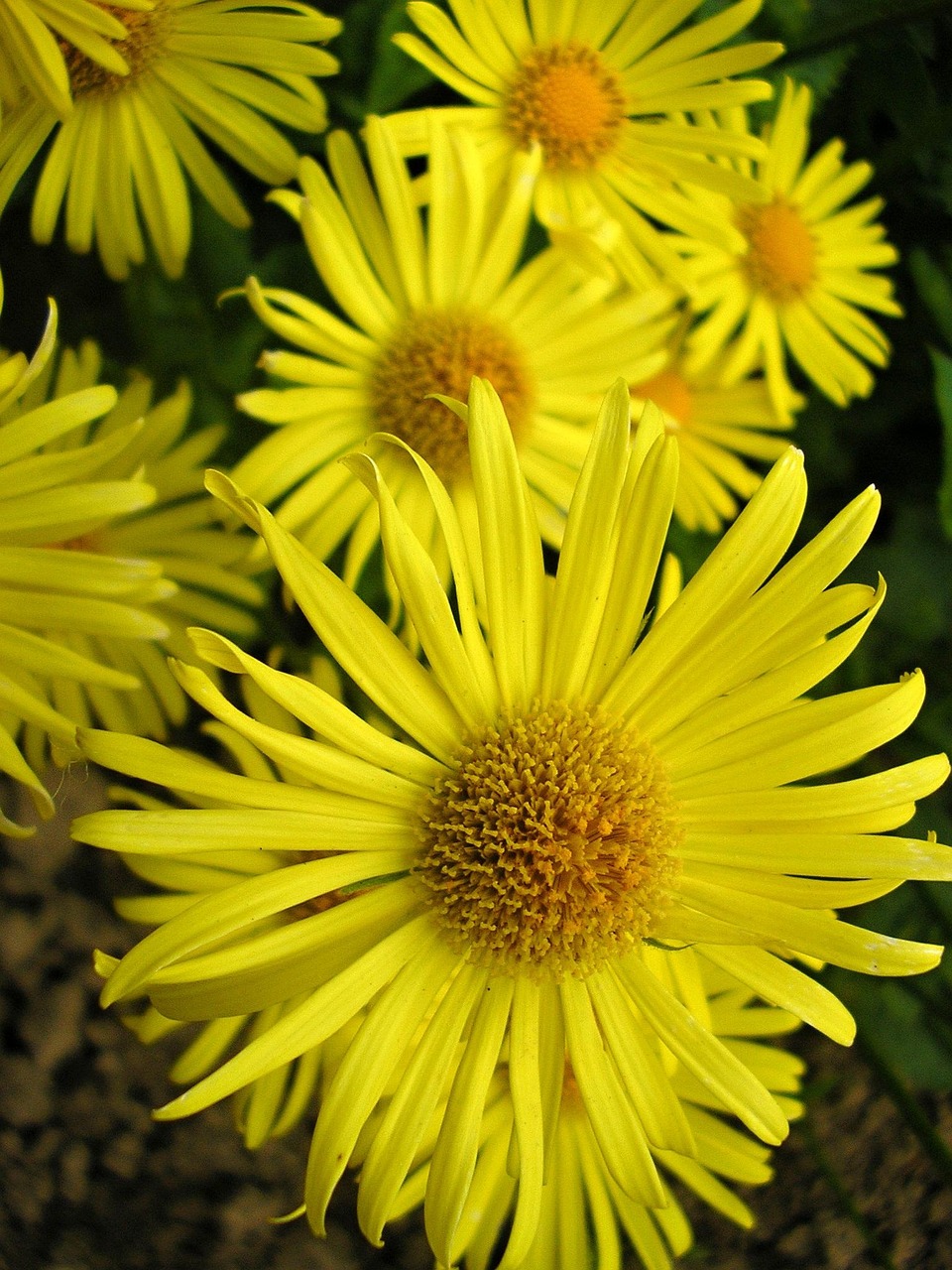 Flores Jardim - Foto gratuita no Pixabay - Pixabay