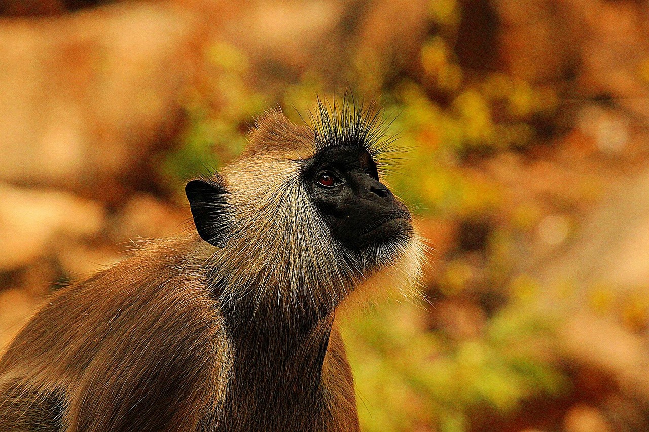 Monkey Vervet - Free photo on Pixabay - Pixabay