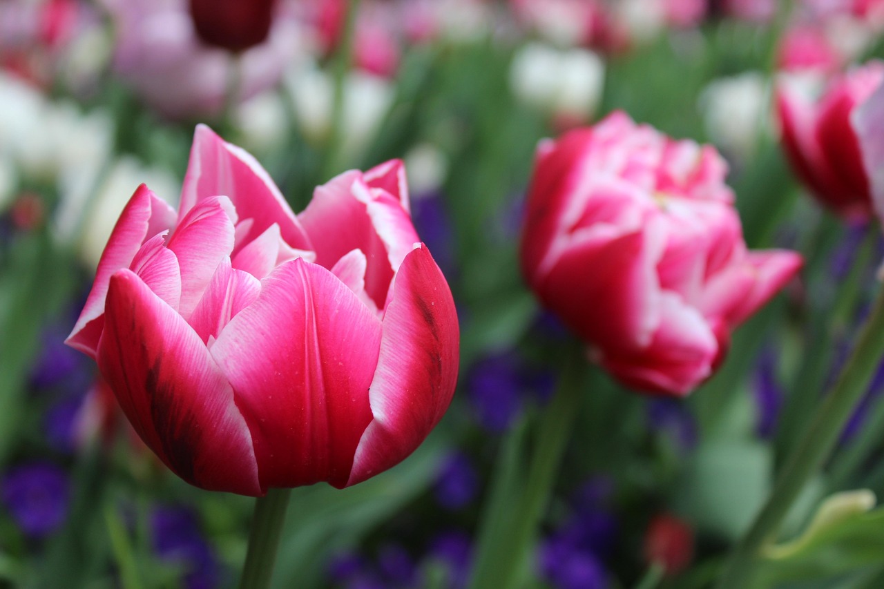 10.000+ kostenlose Tulpen & Natur Fotos - Pixabay