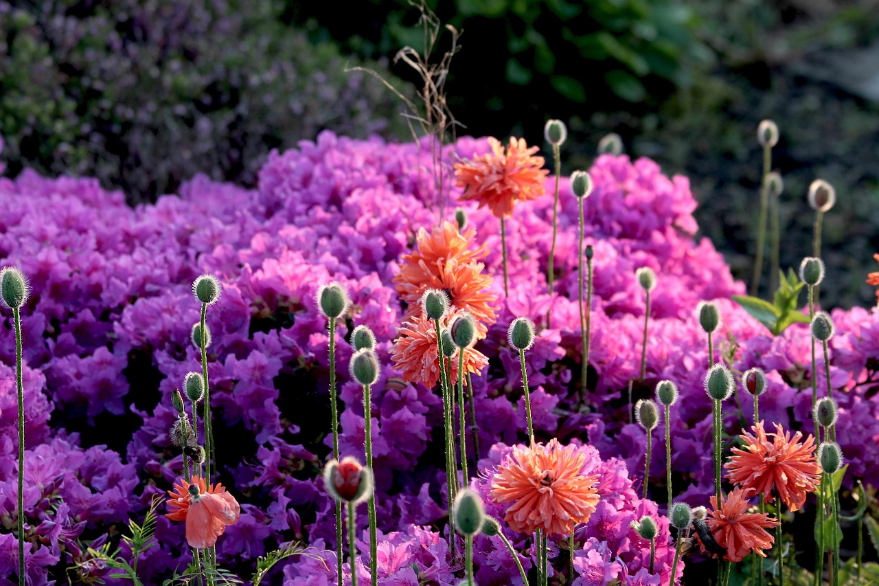 10,000+ Free Poppy & Nature Images - Pixabay